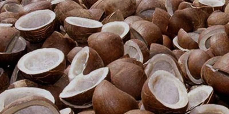 Govt hikes copra MSP for 2025 season | Manorama Yearbook