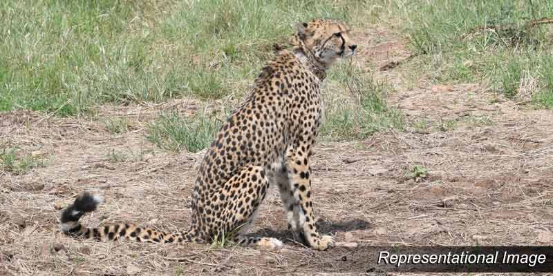 Gujarat gears up for cheetah-breeding centre at Banni | Manorama Yearbook