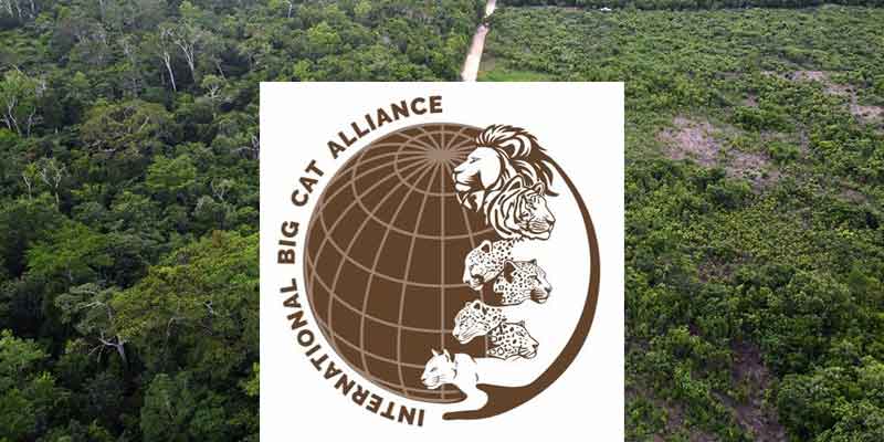 Govt extends privileges under UN Act to International Big Cat Alliance