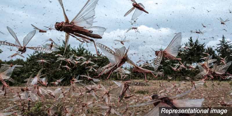 Favourable weather fuels desert locust surge in North Africa | Manorama ...