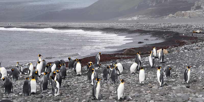 Trump imposes tariffs on uninhabited Heard Island and McDonald Islands ...