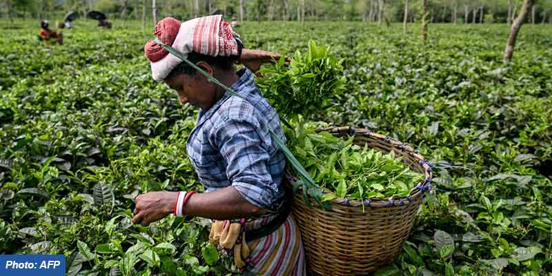 International Tea Day on May 21 | India's Tea Industry | UPSC ...