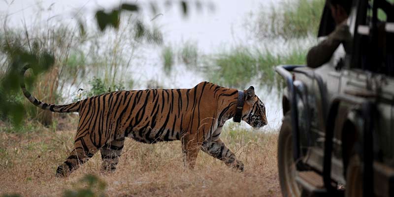 Explainer - 50 years of Project Tiger | forest | tiger | ministry of ...