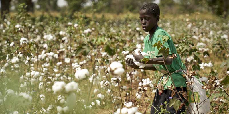 Explainer / Cotton TAP for Africa | smriti irani | cotton | textile