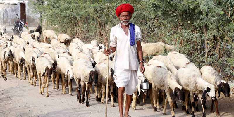 Livestock numbers see healthy growth | fisheries | West Bengal | cattle ...