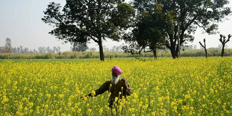 Explainer / Stay on GM mustard crop | bt cotton | biotechnology ...