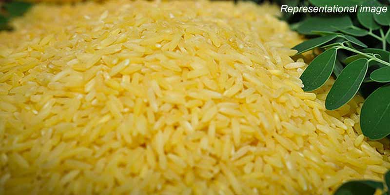 India is exporting strictly non-GM rice, clarifies govt | rice ...