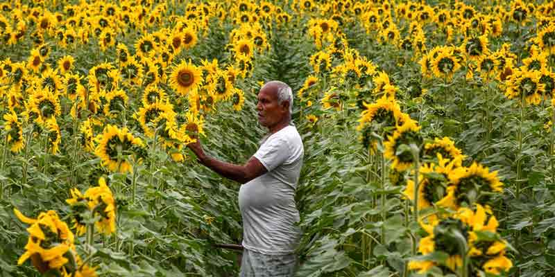 Govt forms committee to strengthen MSP system | minimum support price ...