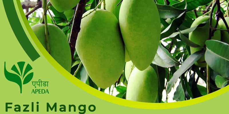 GI-certified Fazli mango exported to Bahrain | APEDA | GI Tag | fruits