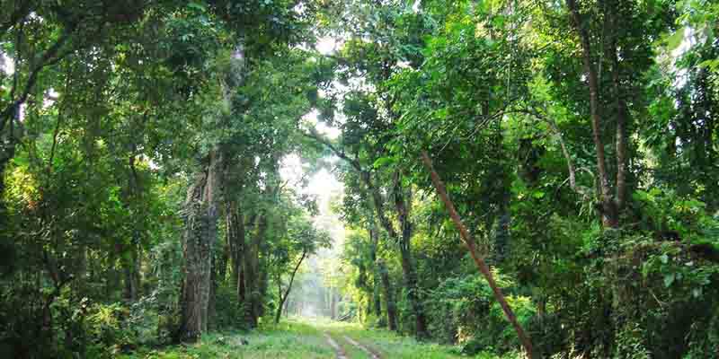 Assam notifies Dehing Patkai and Raimona as national parks | Assam ...