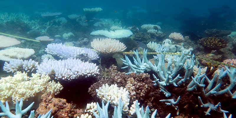 Scientists freeze Great Barrier Reef coral in a new trial | great ...
