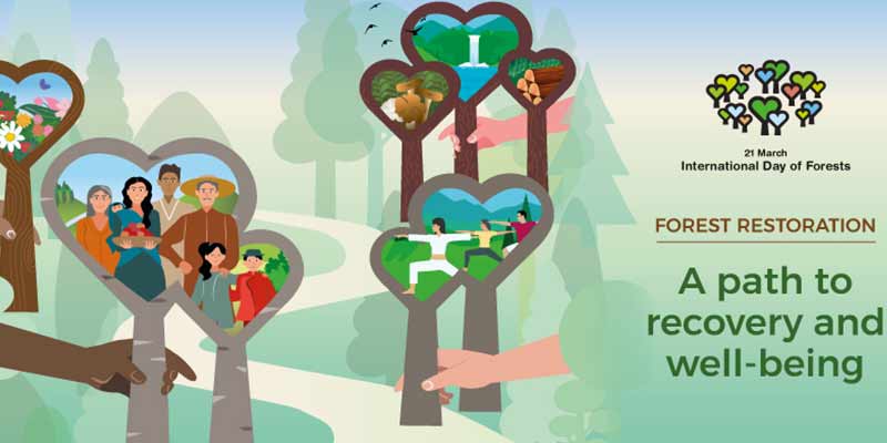 Explainer / International Day of Forests | deforestation | forest | fao ...