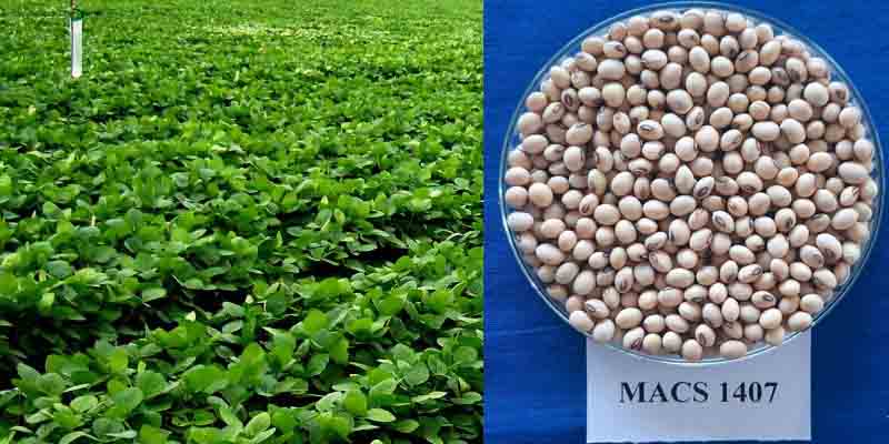 Scientists develop new high yielding soybean variety | ICAR | farmers ...