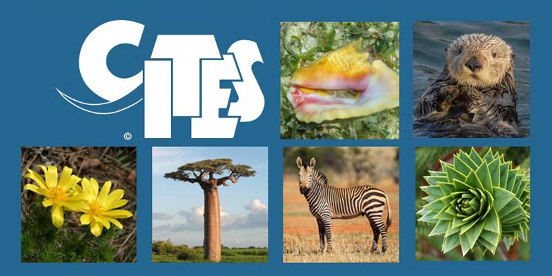 Explainer / What is CITES? | CITES | environment | wildlife