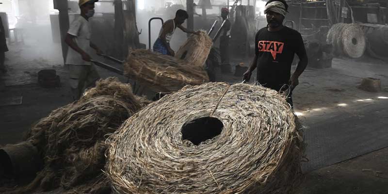 Govt increases MSP of raw jute | minimum support price | jute | agriculture | farmer | textile