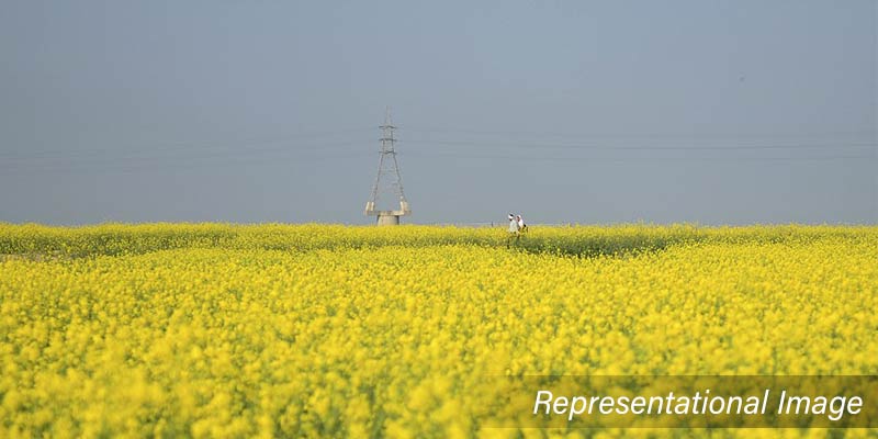 GEAC approves commercial cultivation of GM mustard in India ...
