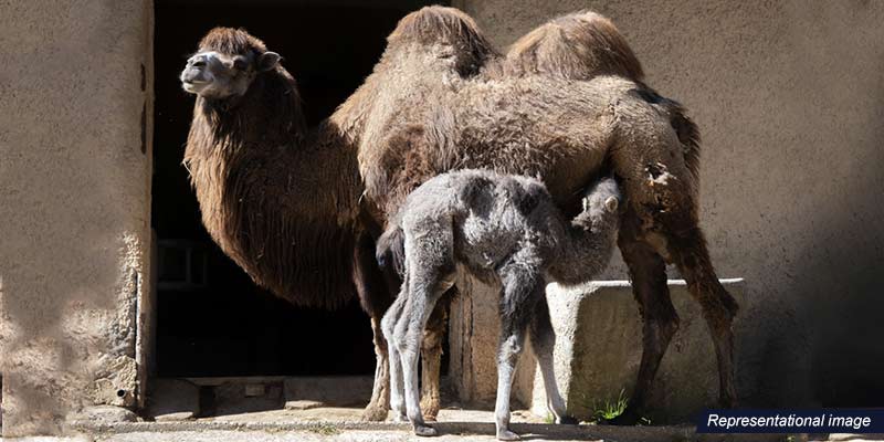 2024 is the ‘International Year of Camelids’