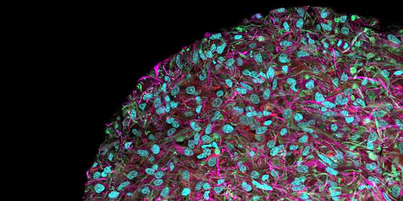 What Is Organoid Intelligence Oi Brain Science Technology