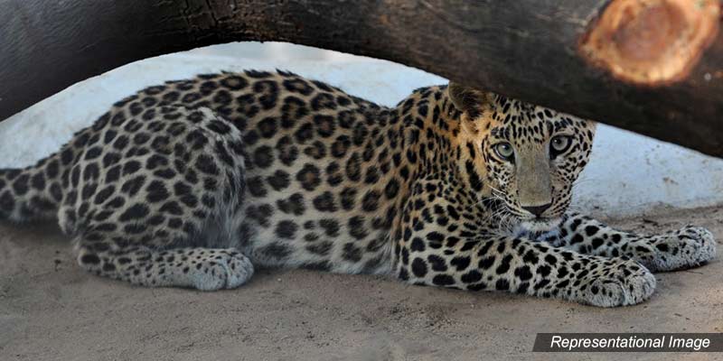 Feline panleukopenia infection kills 7 leopard cubs in Bengaluru ...