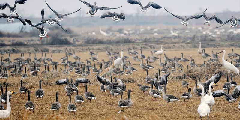 One in 5 migratory species at risk of extinction | Manorama Yearbook