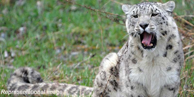 Snow leopard survey