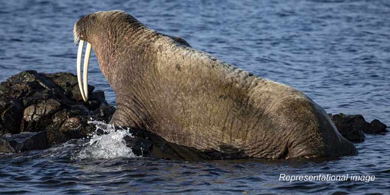 First case of walrus dying from bird flu recorded in Arctic | Manorama ...