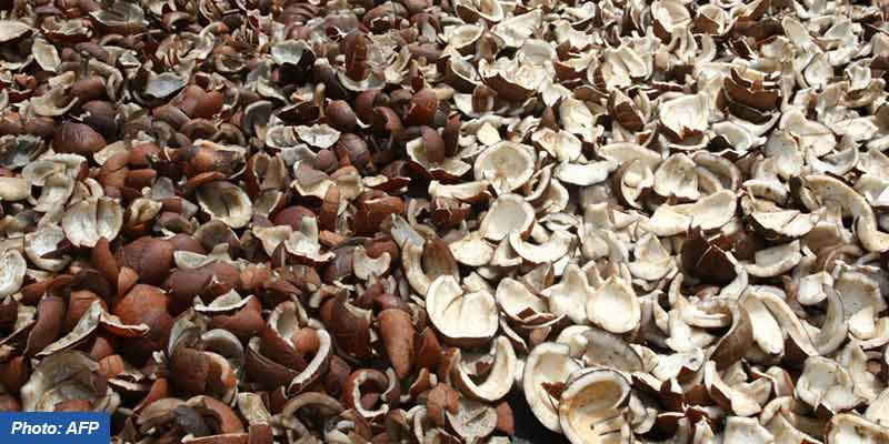 Cabinet hikes copra MSP for 2026 season | Manorama Yearbook