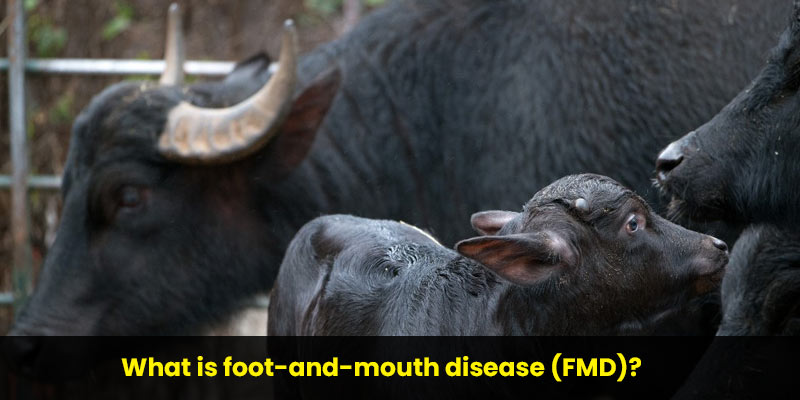 What is foot-and-mouth disease (FMD)? | Germany News