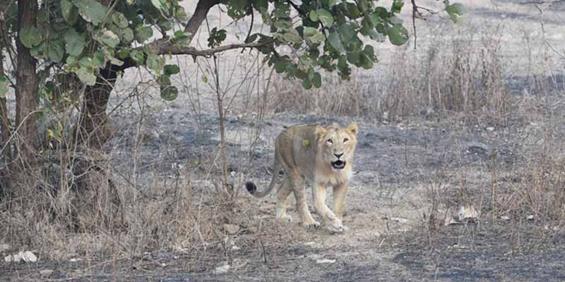 What is ‘Project Lion’? | Manorama Yearbook
