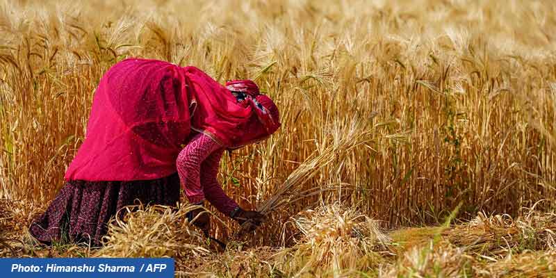 Centre hikes Minimum Support Price (MSP) for six rabi crops | Manorama ...